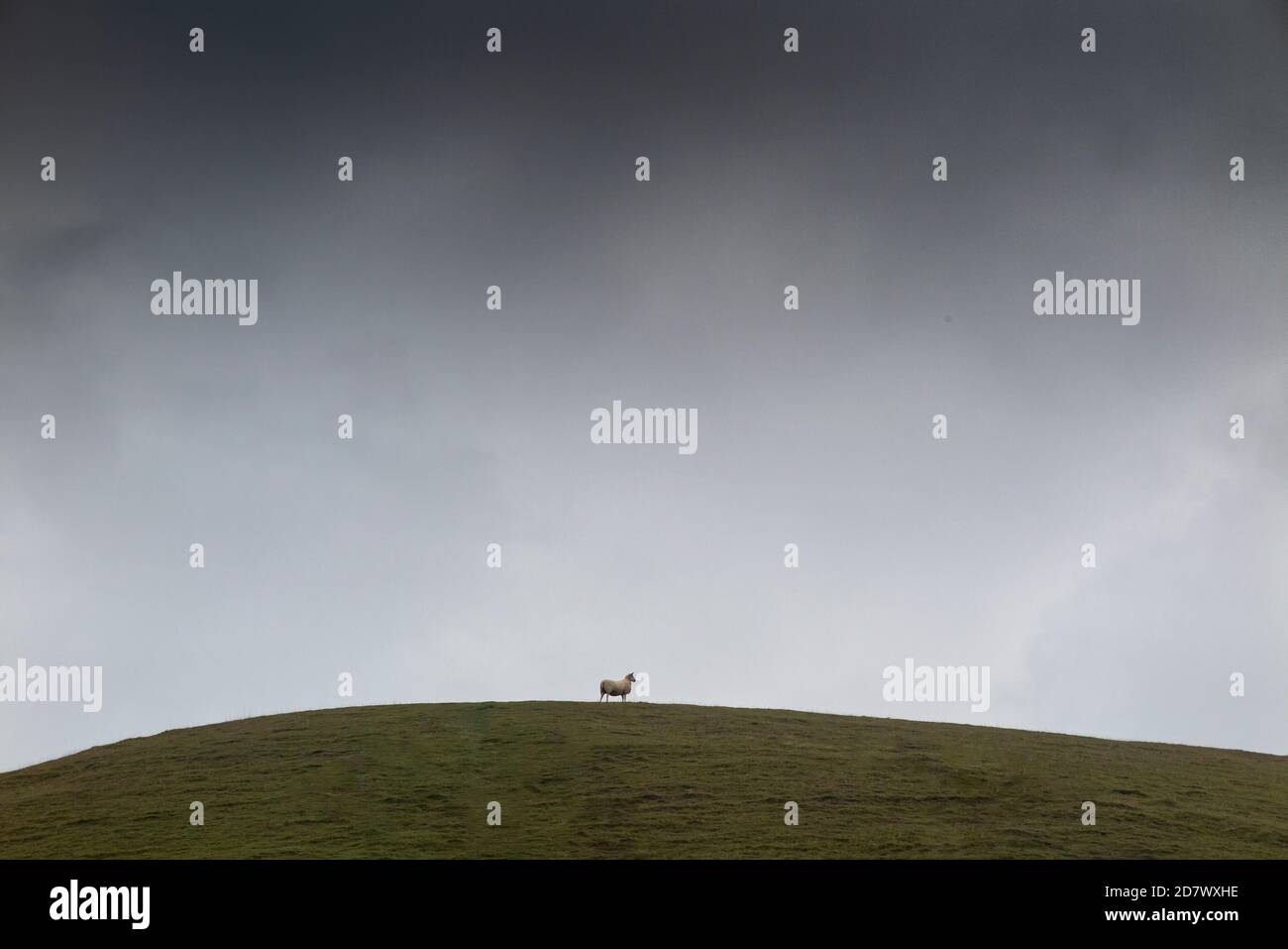 A lone sheet on the top of a hill Stock Photo - Alamy