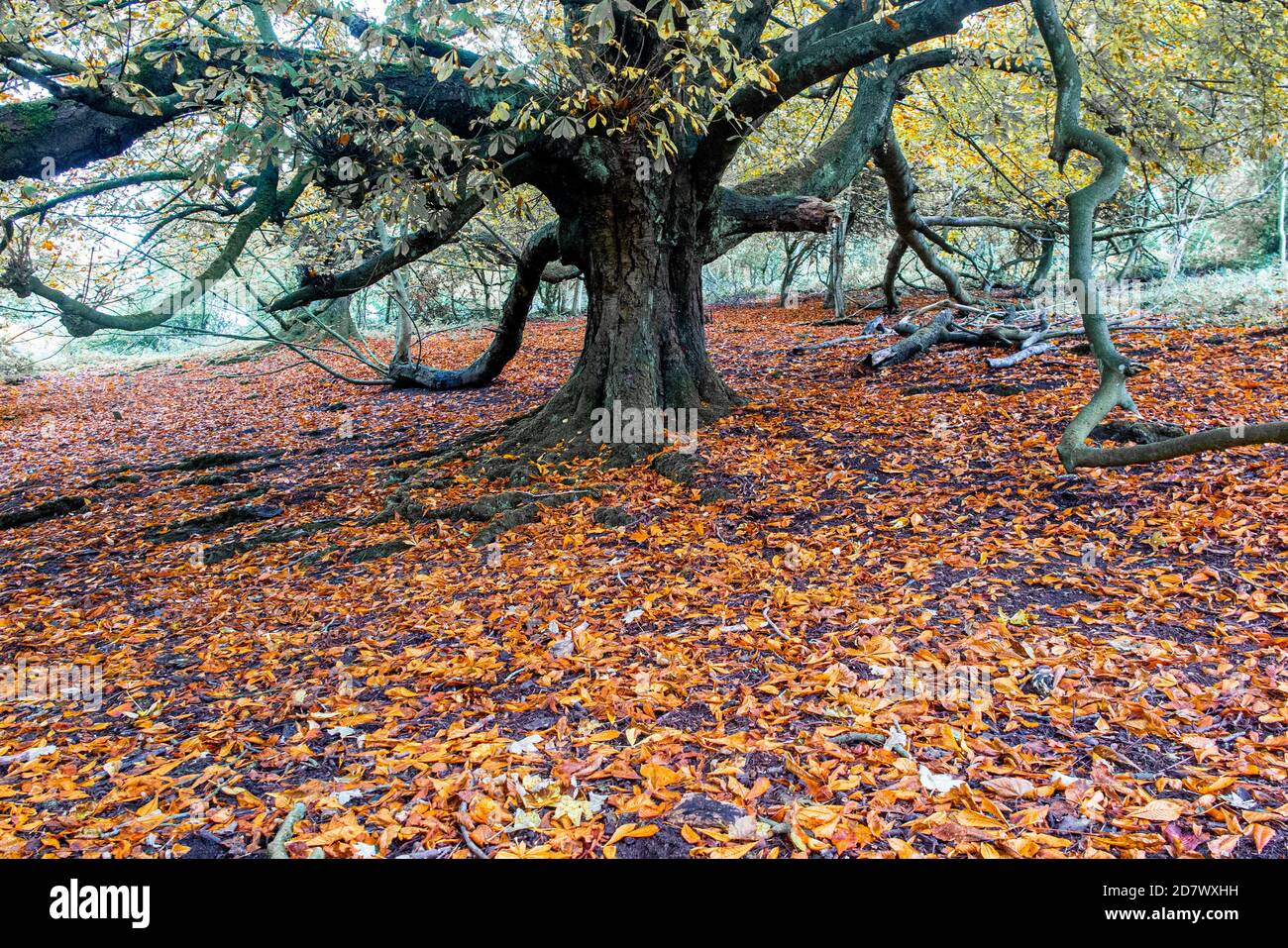 A carpet of leaves beneath a tree in the woods Stock Photo - Alamy