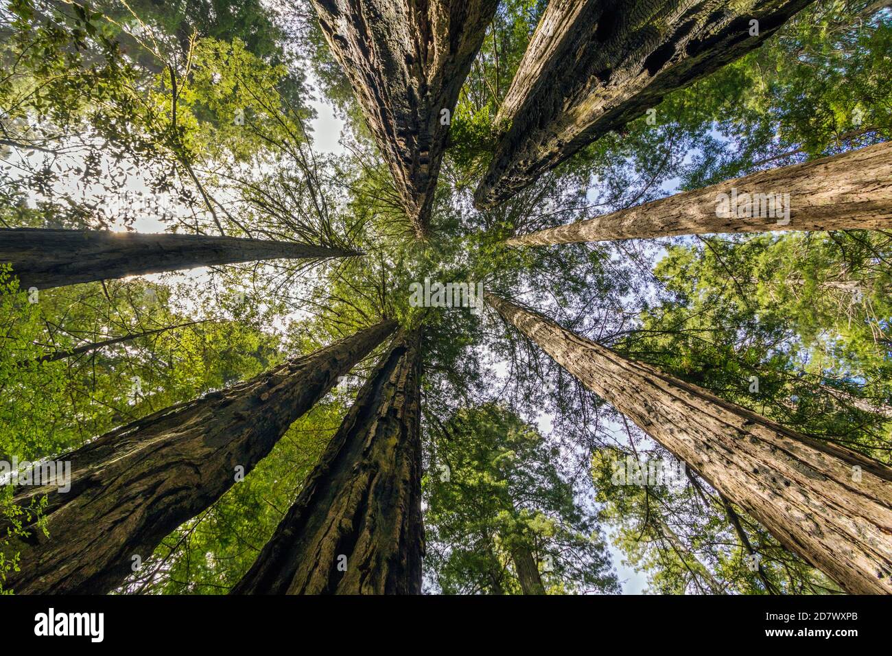 Redwood national and state park hi-res stock photography and images - Alamy