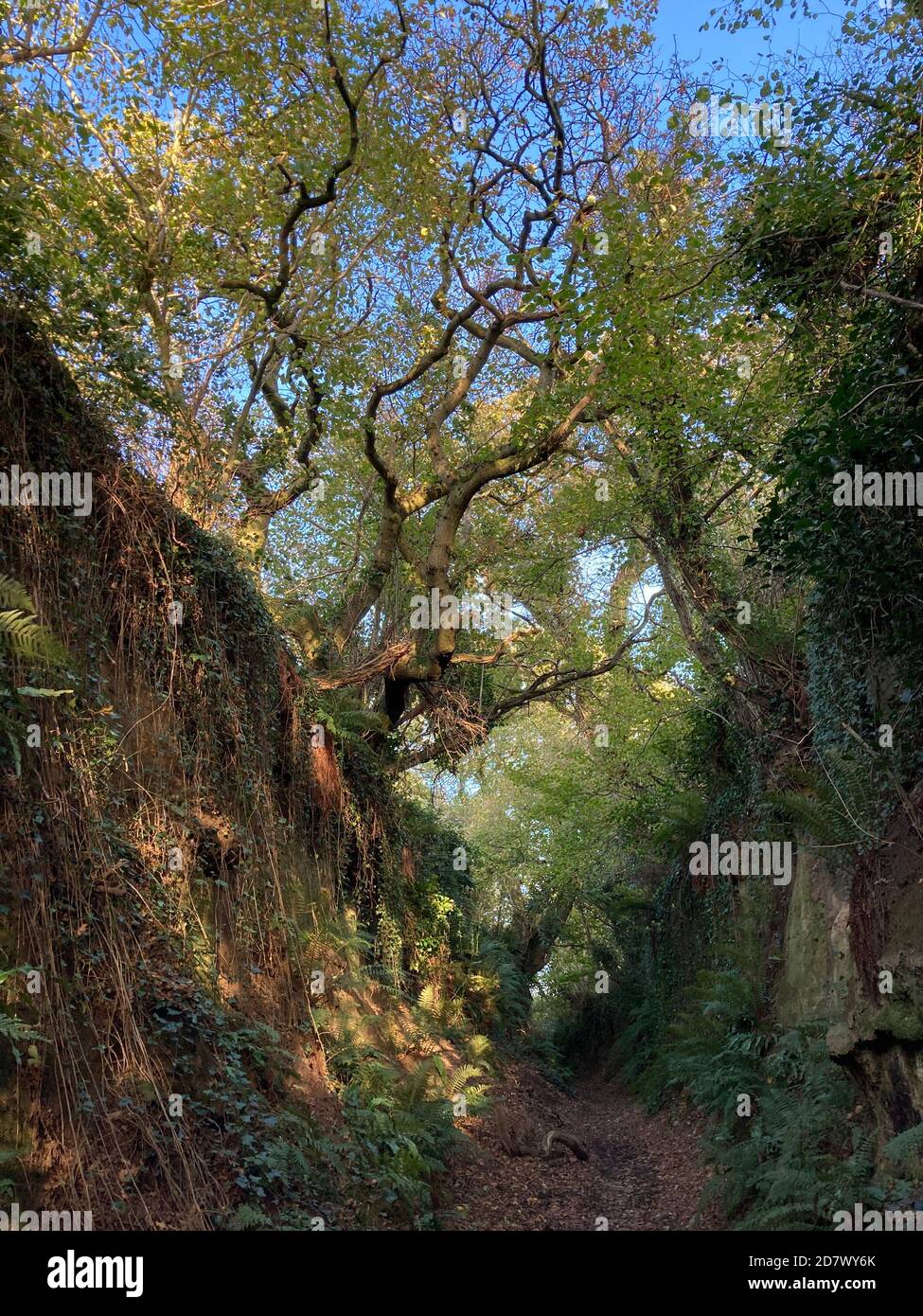 Holloway or drovers way, an ancient sunken pathway, East Chinnock ...