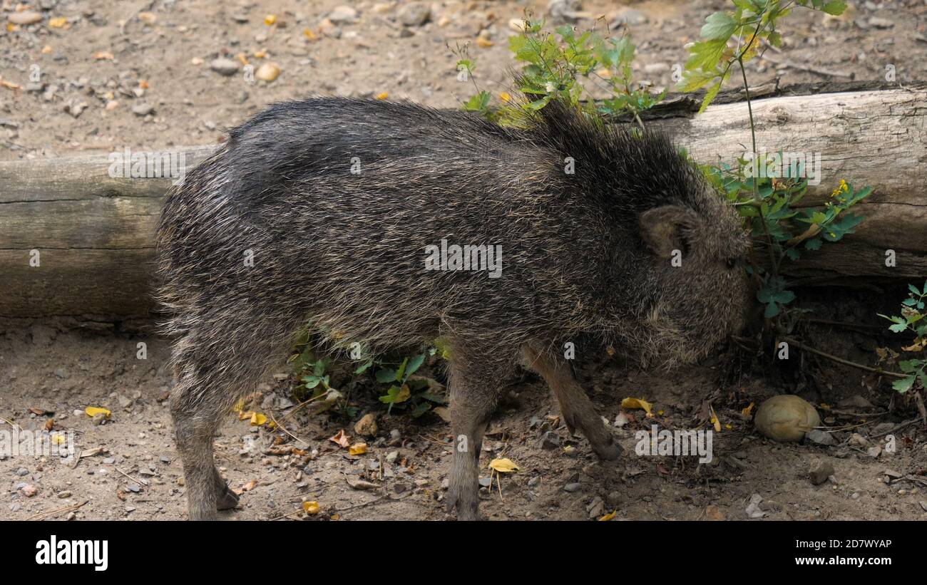 Chacoan peccary walking and eating in the zoo Stock Photo - Alamy