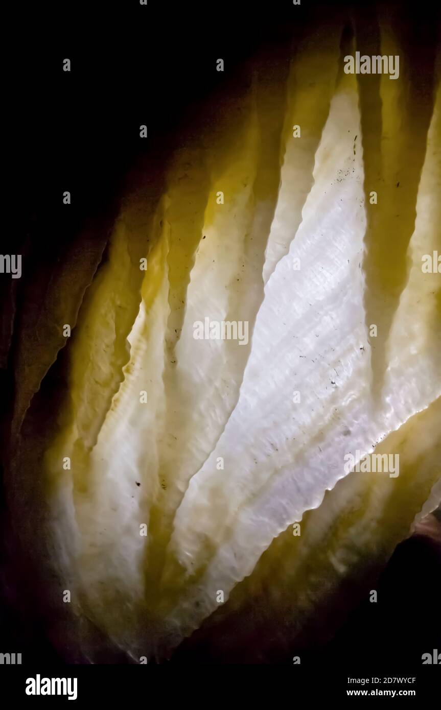 Moss chamber peak cavern hi-res stock photography and images - Alamy