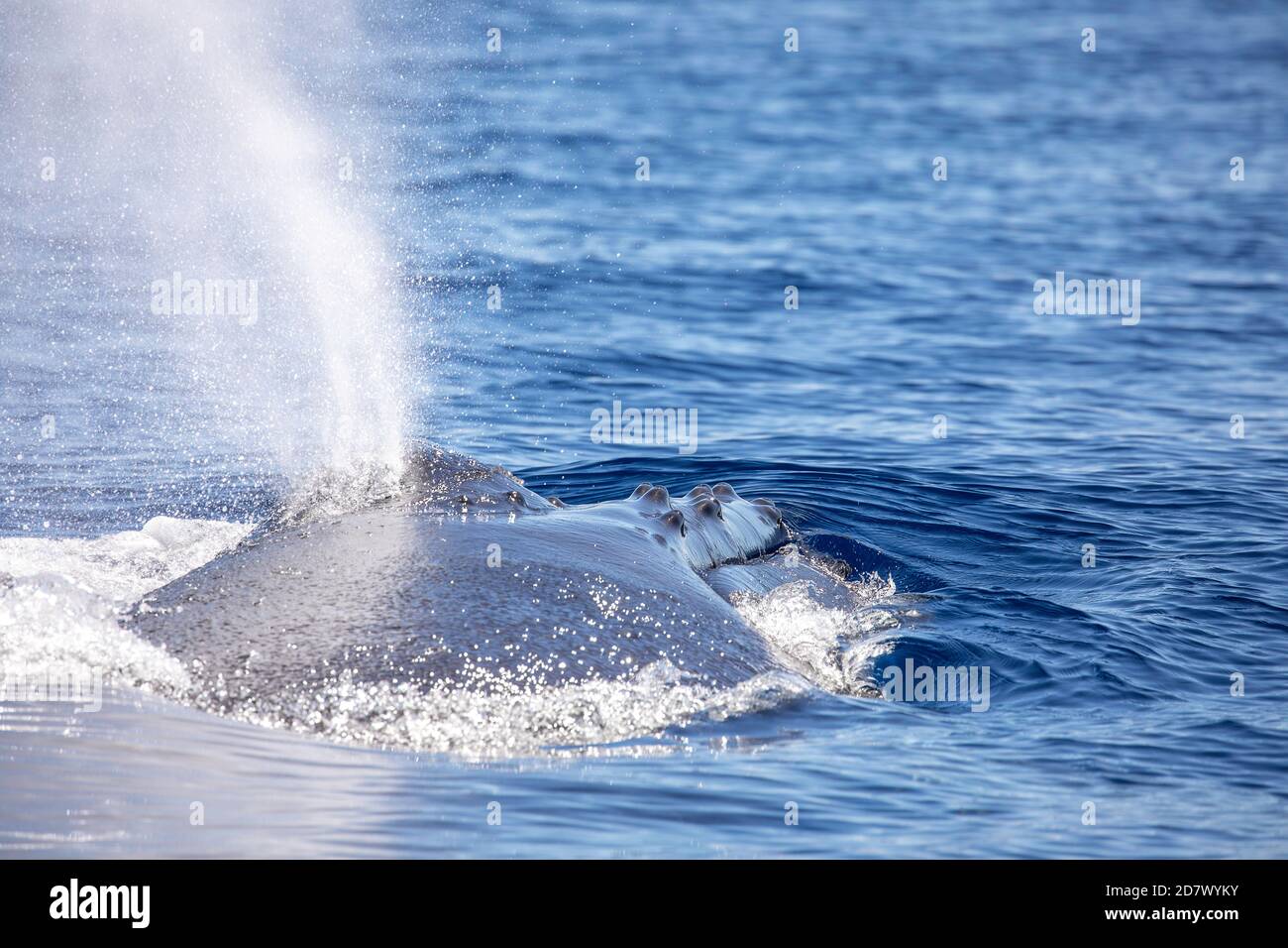 This angle of the blow of a humpback whale, Megaptera novaeangliae ...
