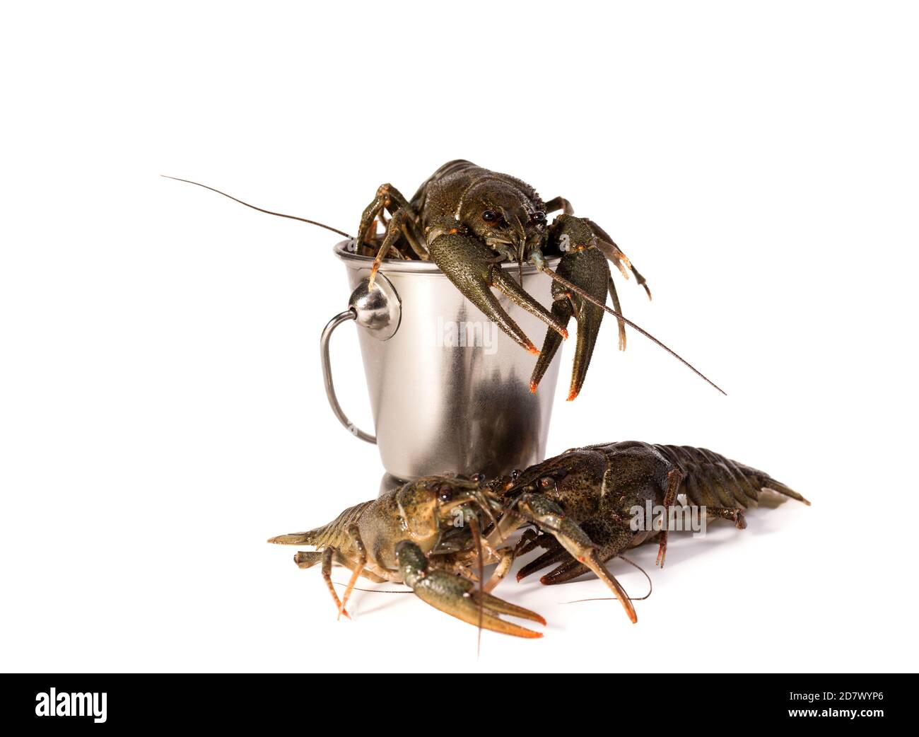 Crayfish live placed into metallic bucket isolated on a white ...