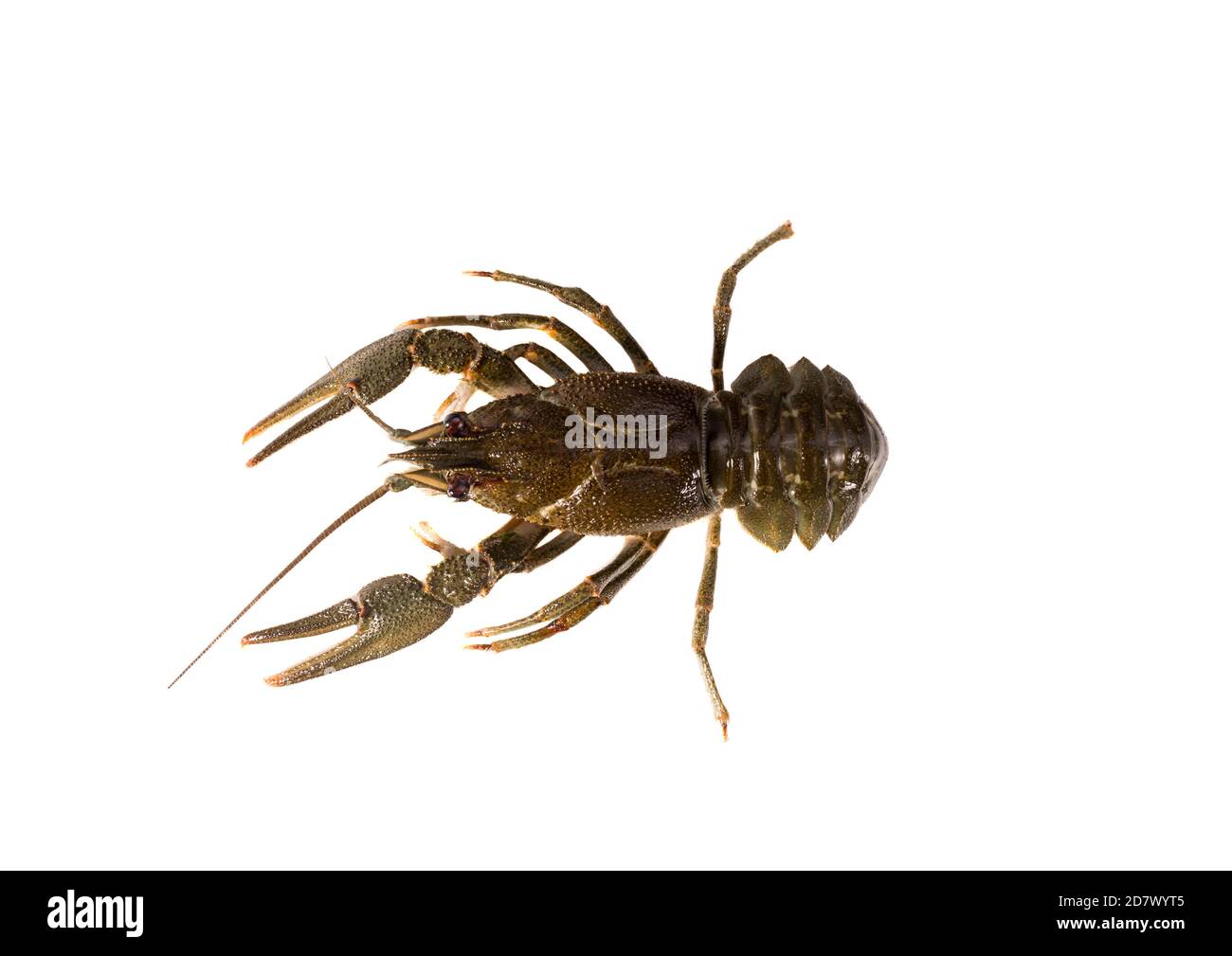 Crayfish live isolated on a white background. Raw crawfish. Fresh ...