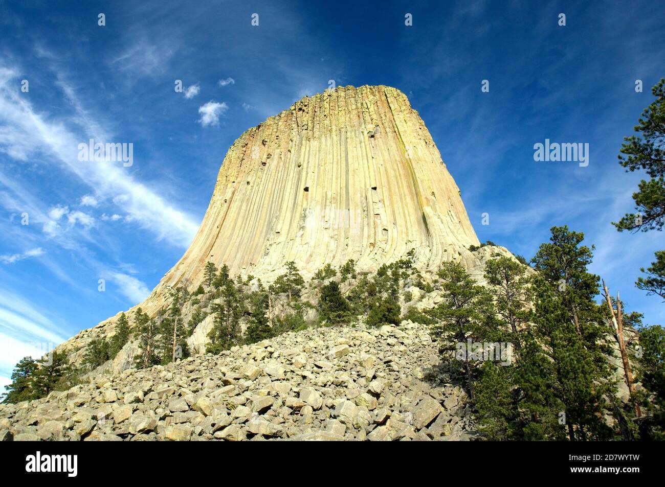 Western blue devil hi-res stock photography and images - Alamy