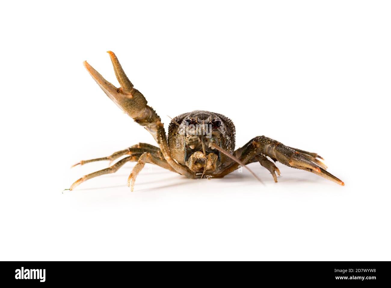 Crayfish live isolated on a white background. Raw crawfish. Fresh ...