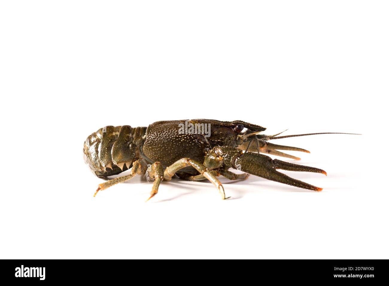 Crayfish live isolated on a white background. Raw crawfish. Fresh ...