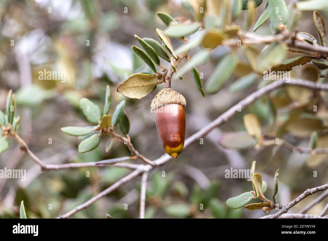 Acorns oak tree hi-res stock photography and images - Alamy