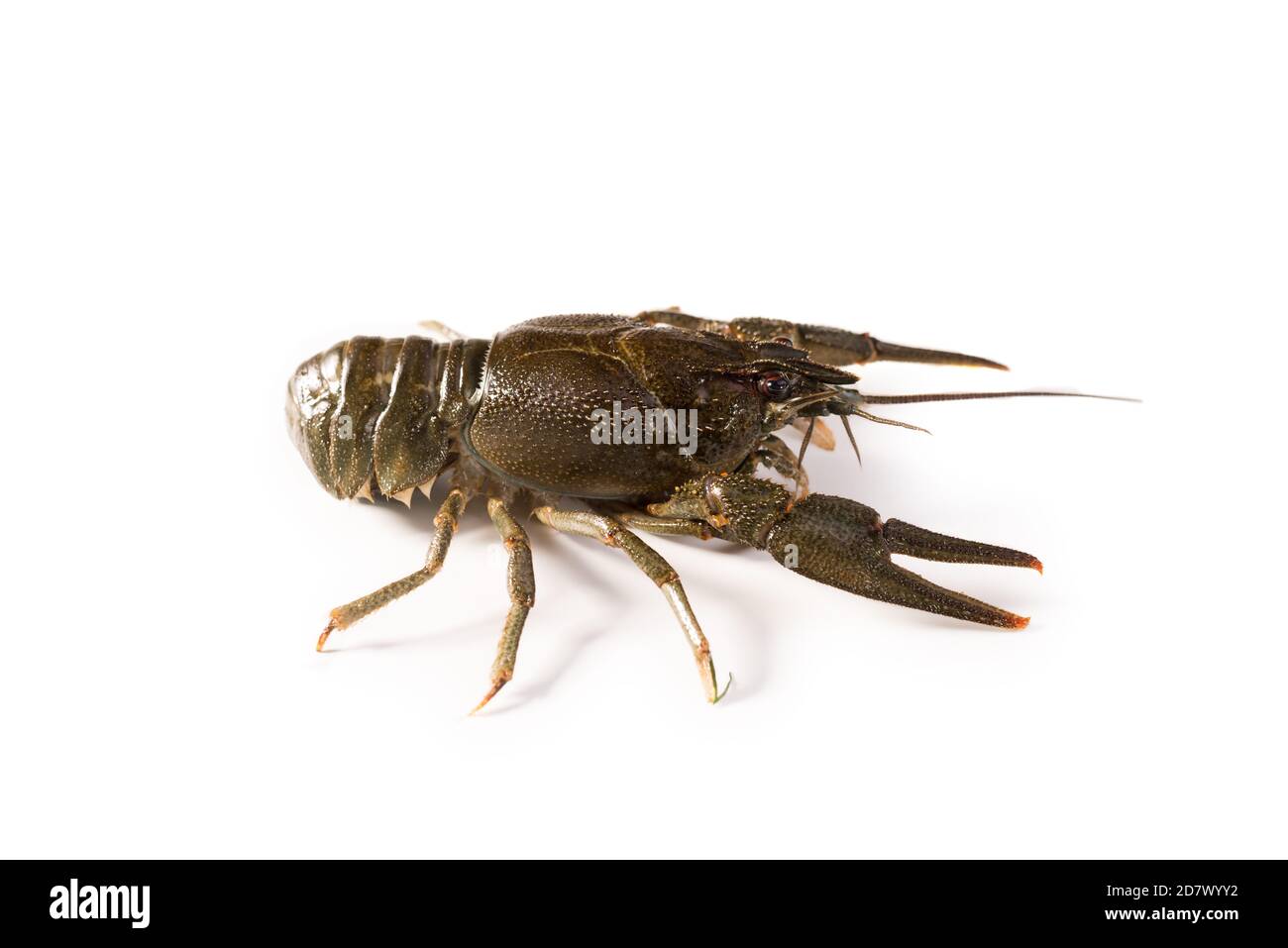 Crayfish live isolated on a white background. Raw crawfish. Fresh ...