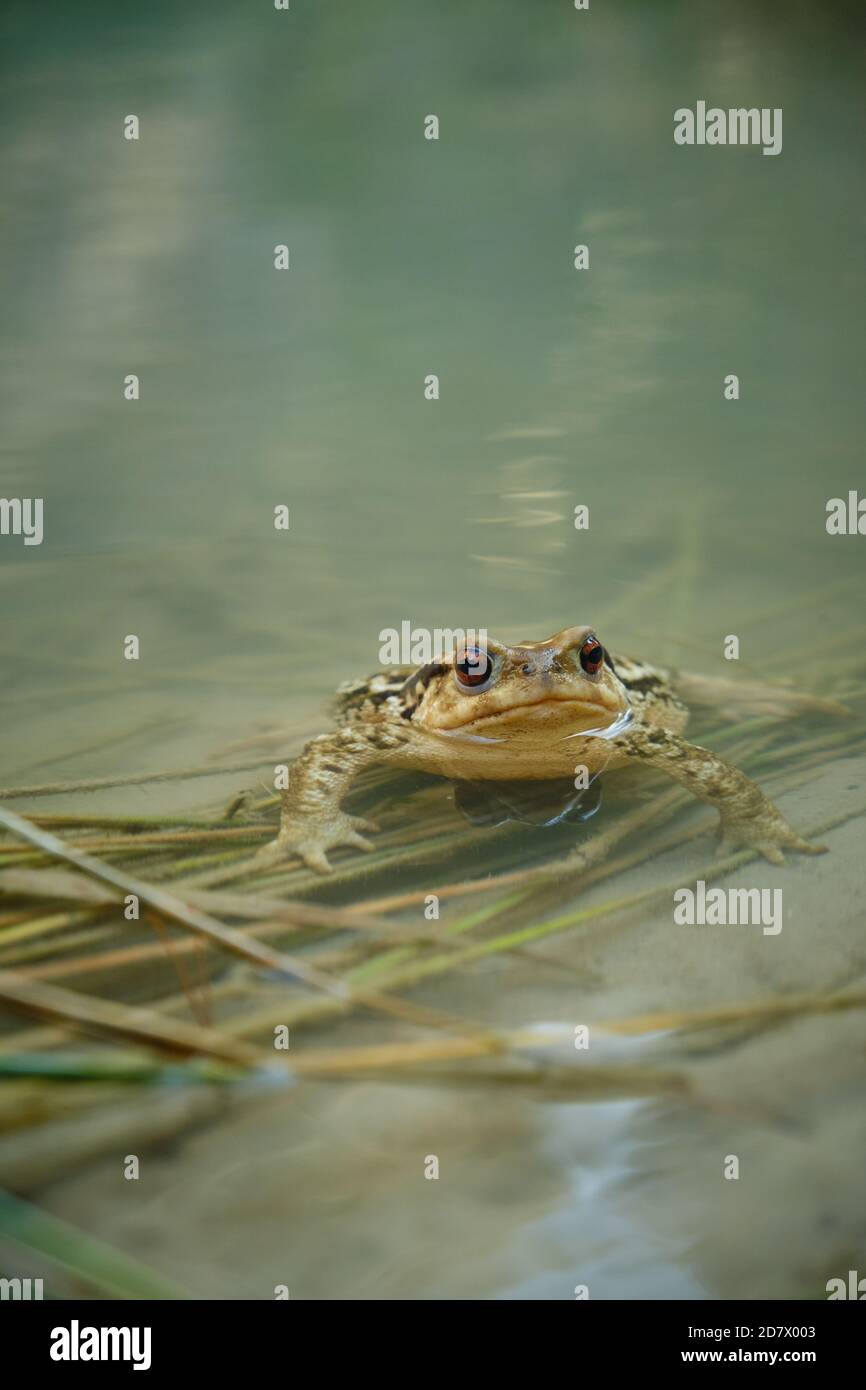 frog in the water close up Stock Photo - Alamy