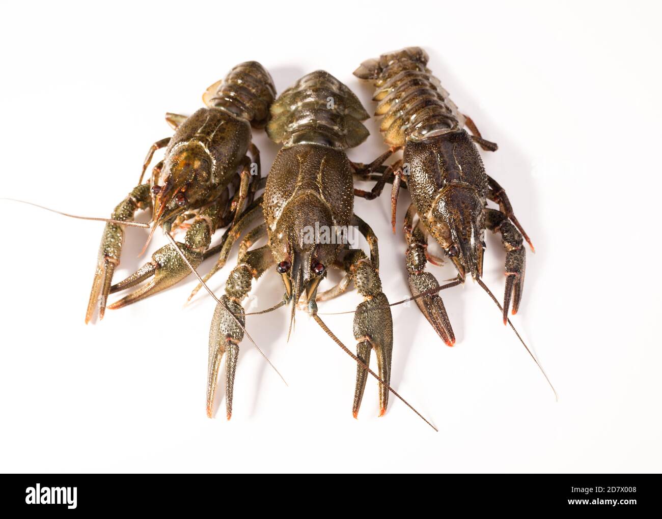 Crayfish live isolated on a white background. Raw crawfish. Fresh ...