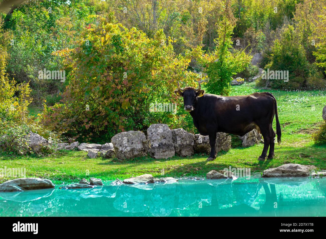 Brown cow standing on the edge of a bright blue tiny pond. Bright green ...