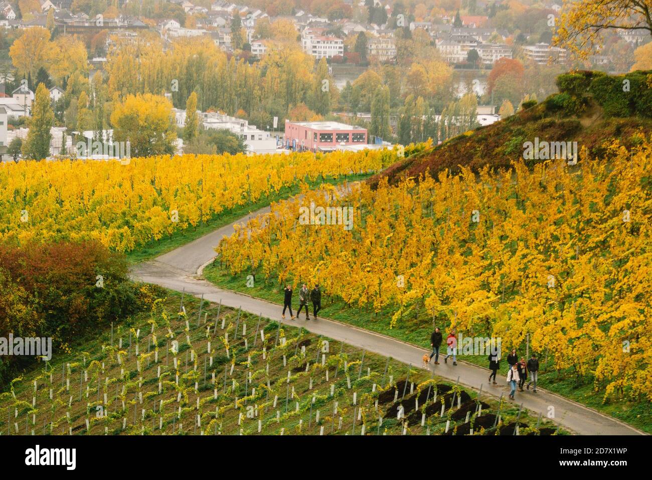 Konigswinter, Germany. 25th Oct, 2020. People walk past a vineyard on a ...
