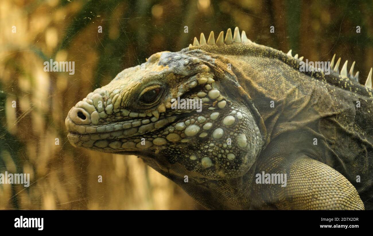Green iguana looking around behind the glass Stock Photo - Alamy