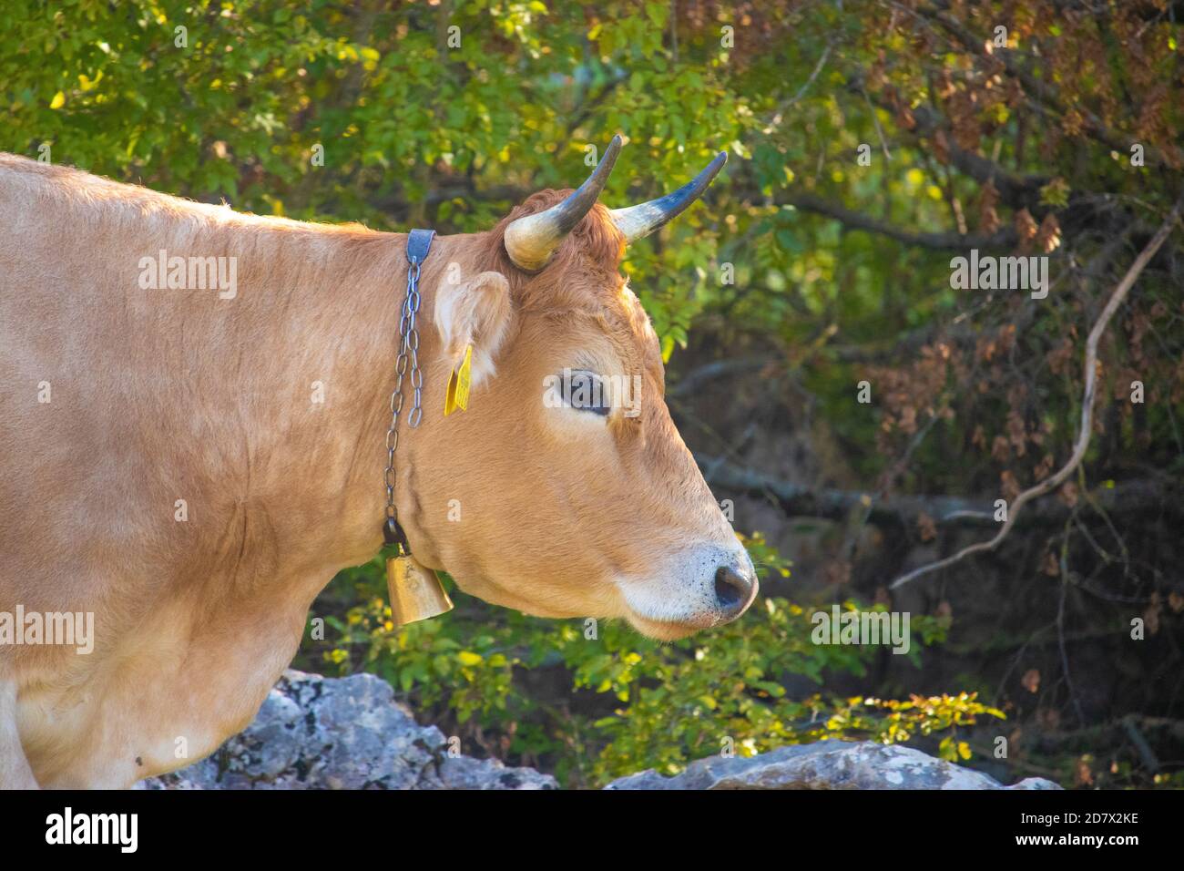 Dairy Cow Wearing Collar High Resolution Stock Photography and Images ...