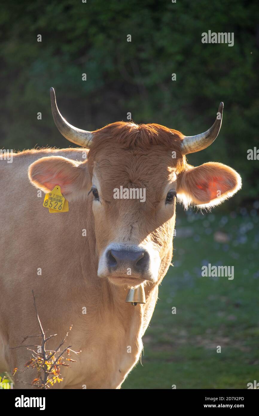 Dairy cow wearing yellow ear hi-res stock photography and images - Alamy