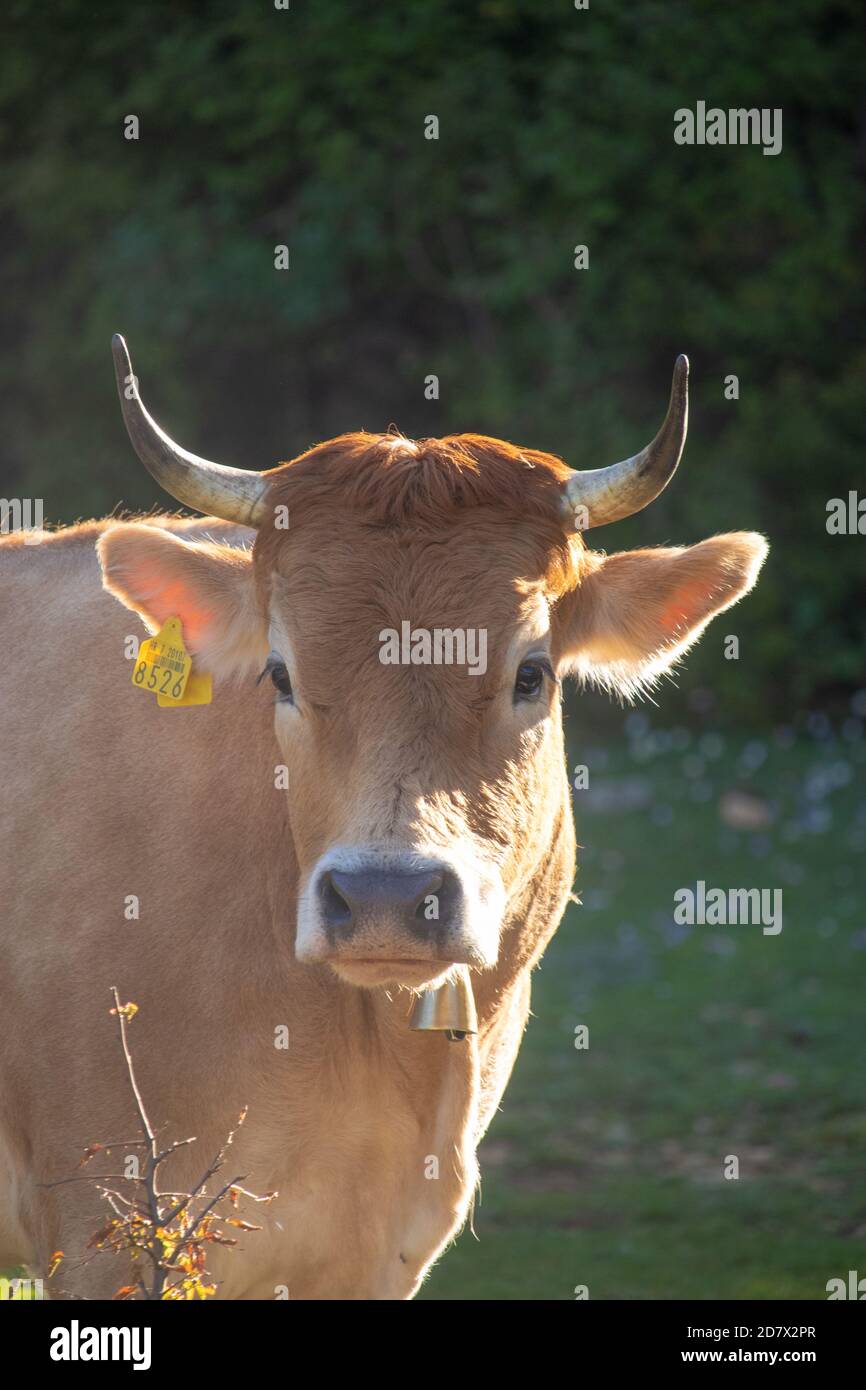 Straight on view of an orange cow with horns looking straight, wearing ...