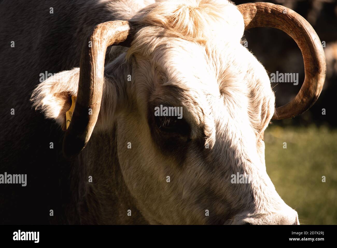 Head of a white cow with black spots and long angled round horns ...
