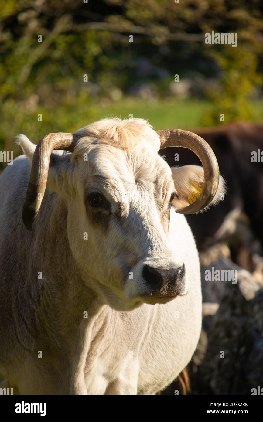 Cow looking round hi-res stock photography and images - Alamy