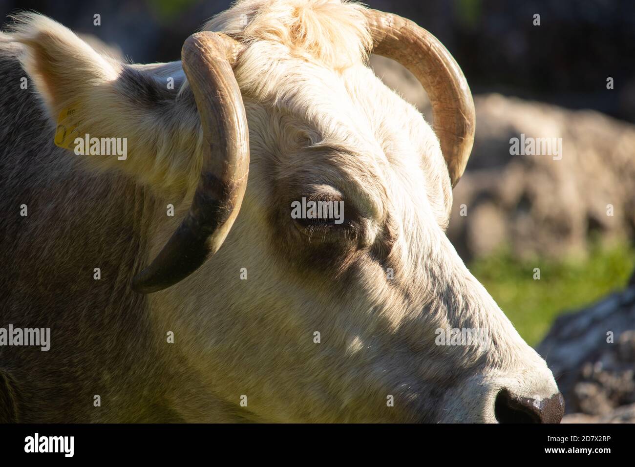 Head of a white cow with black spots and long angled round horns ...