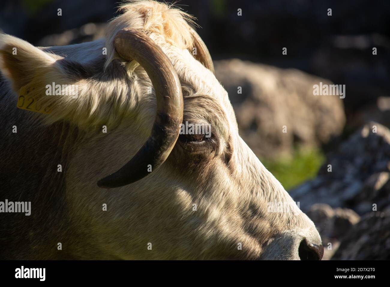 Head of a white cow with black spots and long angled round horns ...