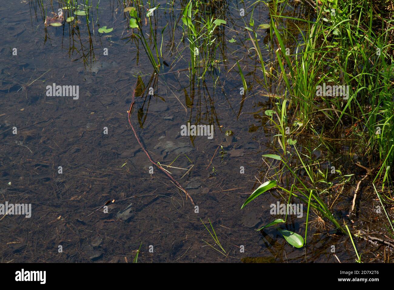 A frog hides in shallow water in Arrowhead Provincial Park Stock Photo ...