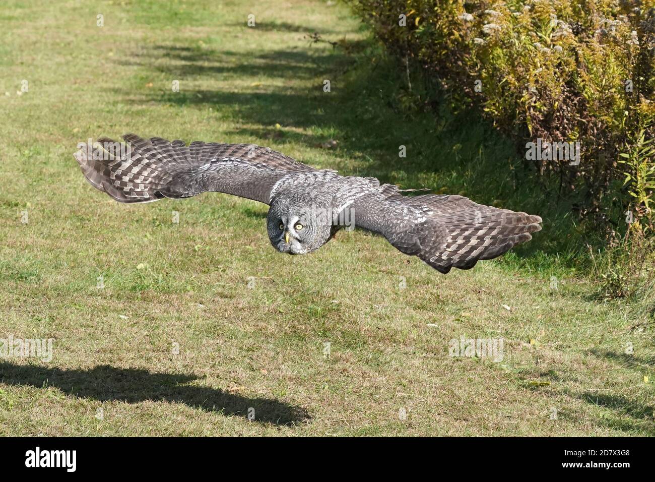 Wing movements owl flight hi-res stock photography and images - Alamy