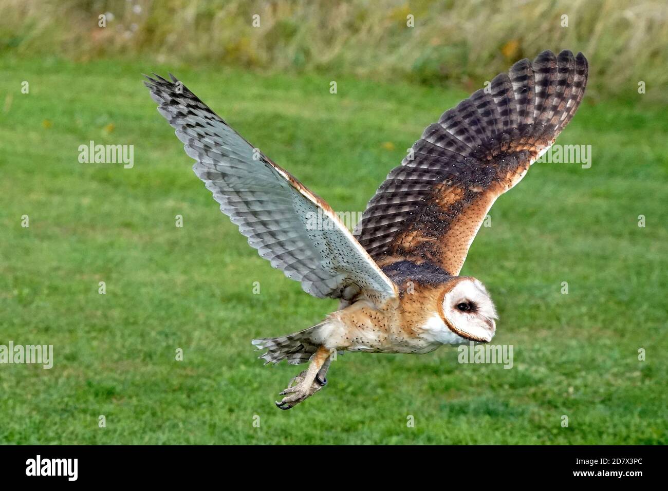 Barn owl looking down hi-res stock photography and images - Alamy