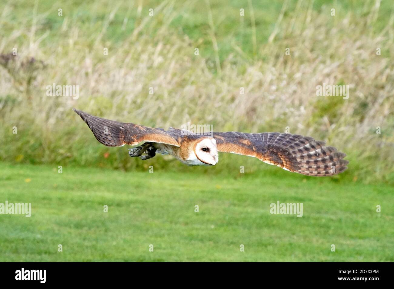 Barn owl looking down hi-res stock photography and images - Alamy