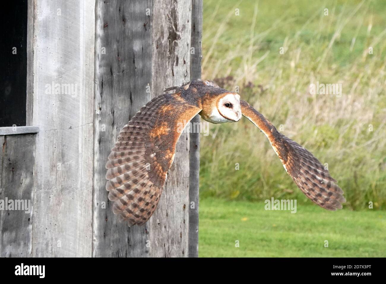 Barn owl looking down hi-res stock photography and images - Alamy