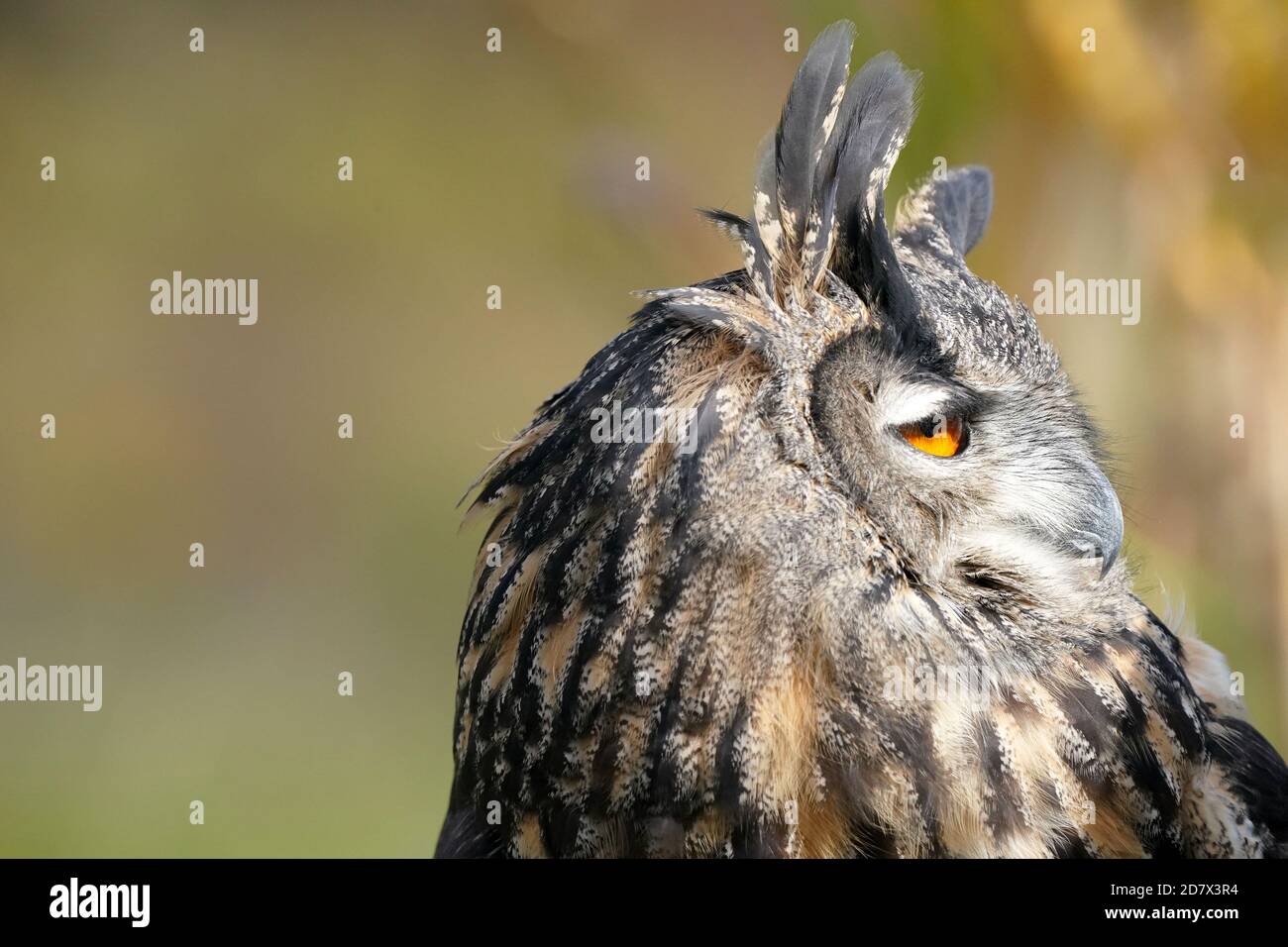 Great Horned Owl in flight and perching Stock Photo - Alamy