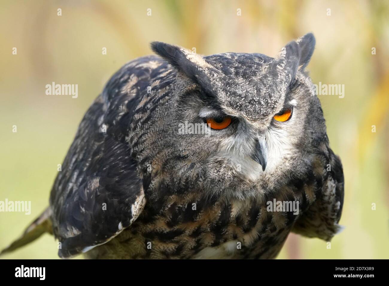 Great Horned Owl in flight and perching Stock Photo - Alamy