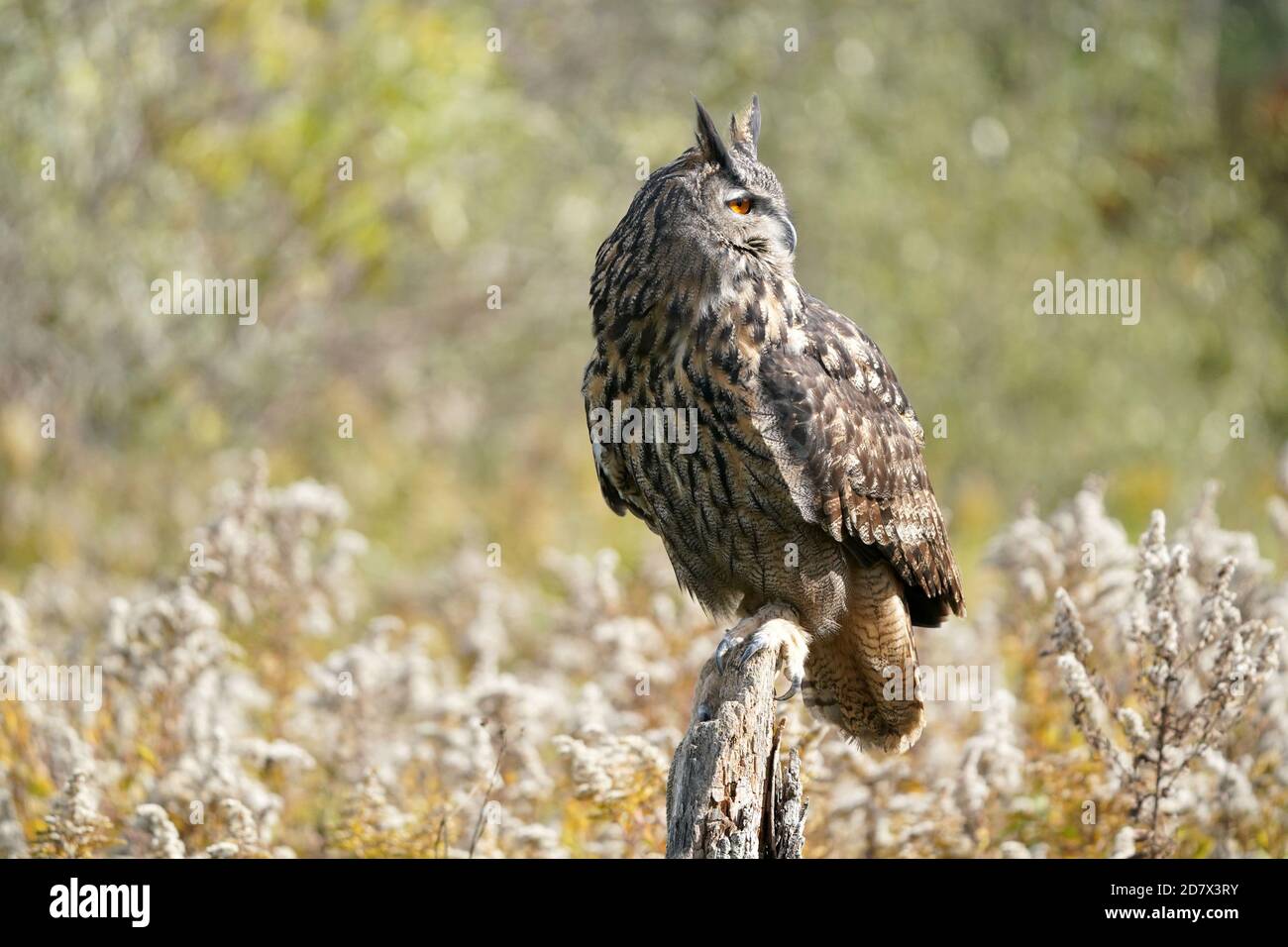 Eurasian Hawk Owl sitting and flapping Stock Photo - Alamy