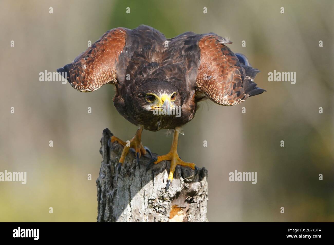 Harris hawk catching hi-res stock photography and images - Alamy