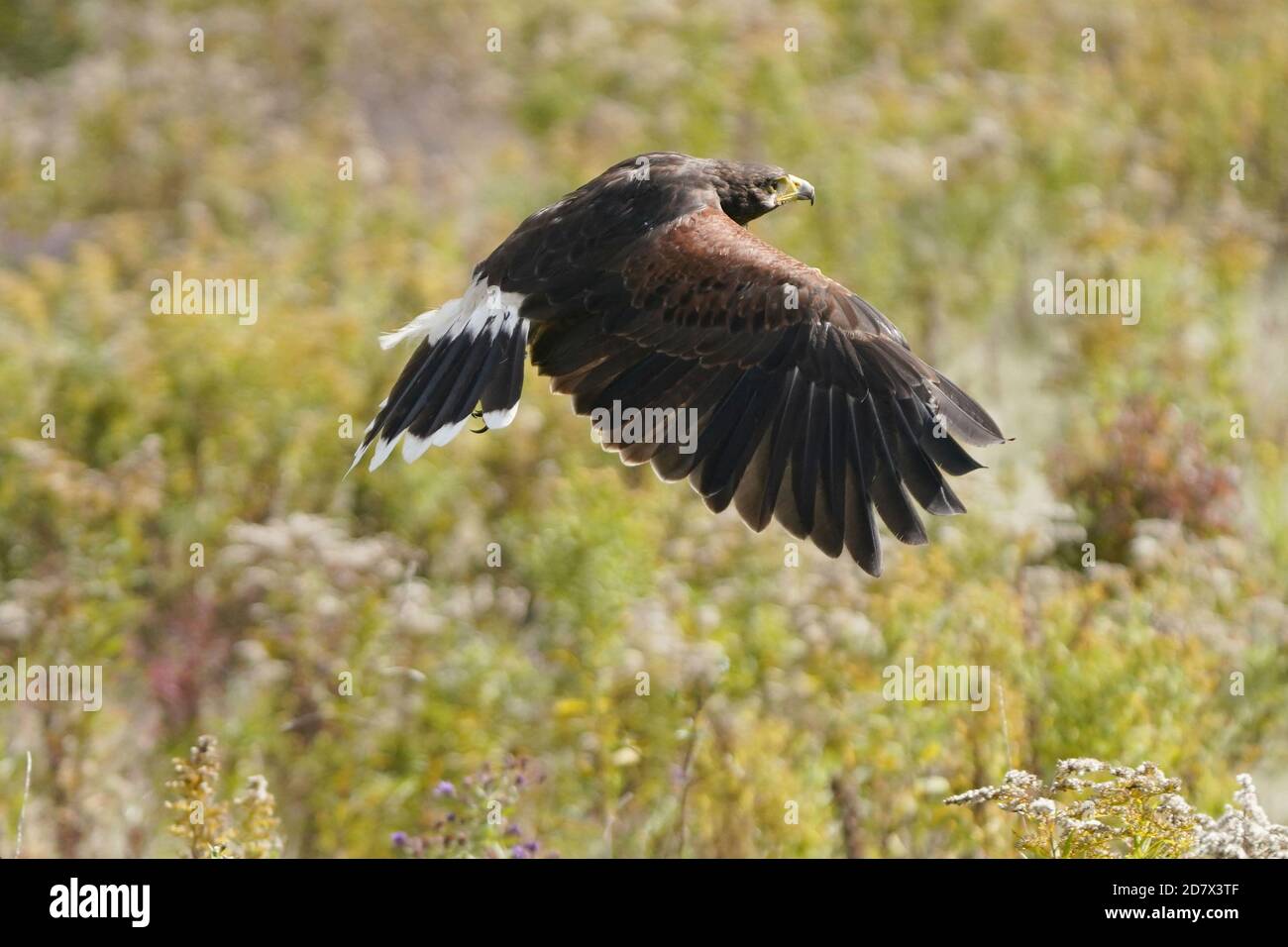 Harris Hawk in flight and perching Stock Photo - Alamy