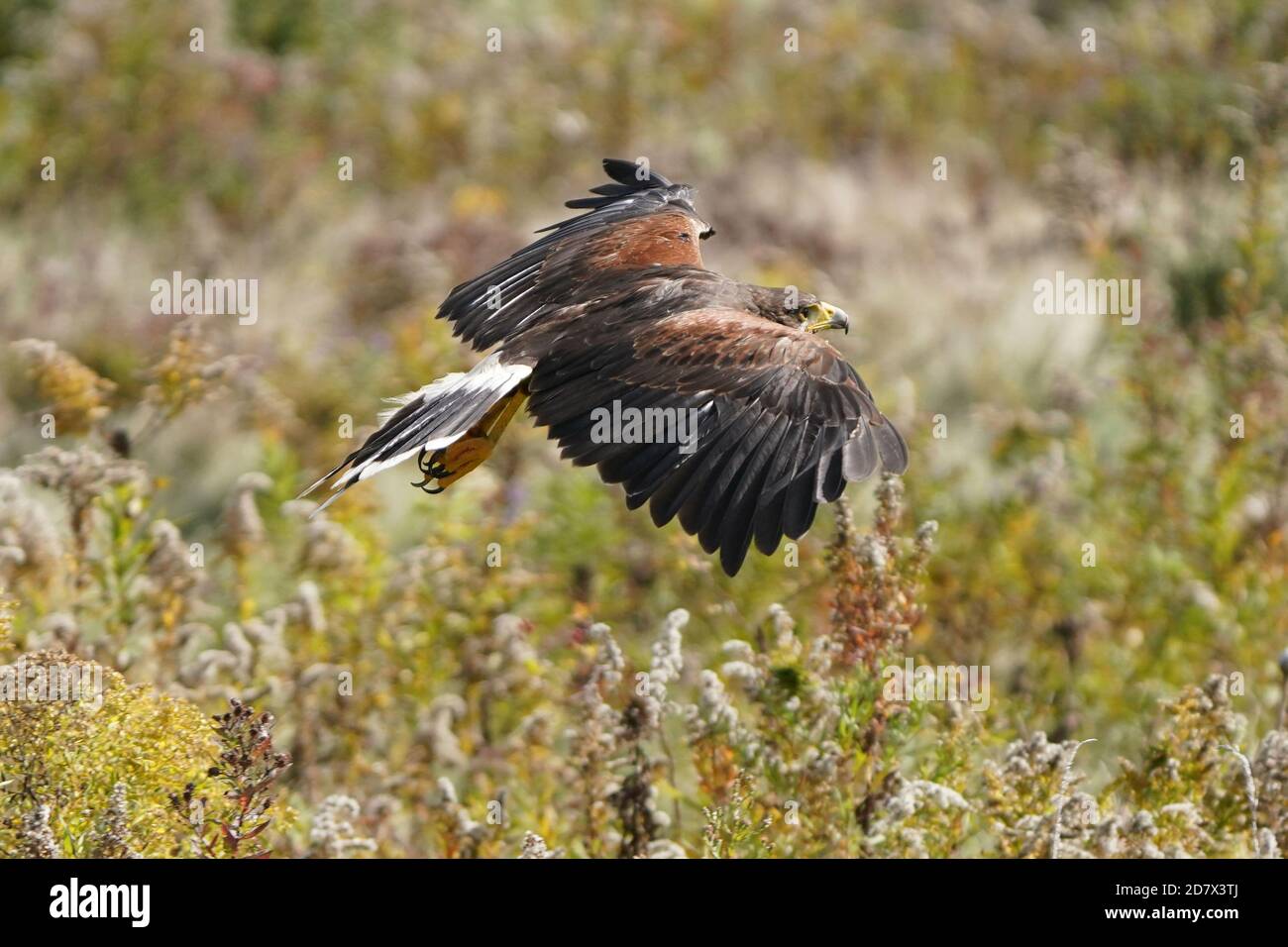 Harris Hawk in flight and perching Stock Photo - Alamy