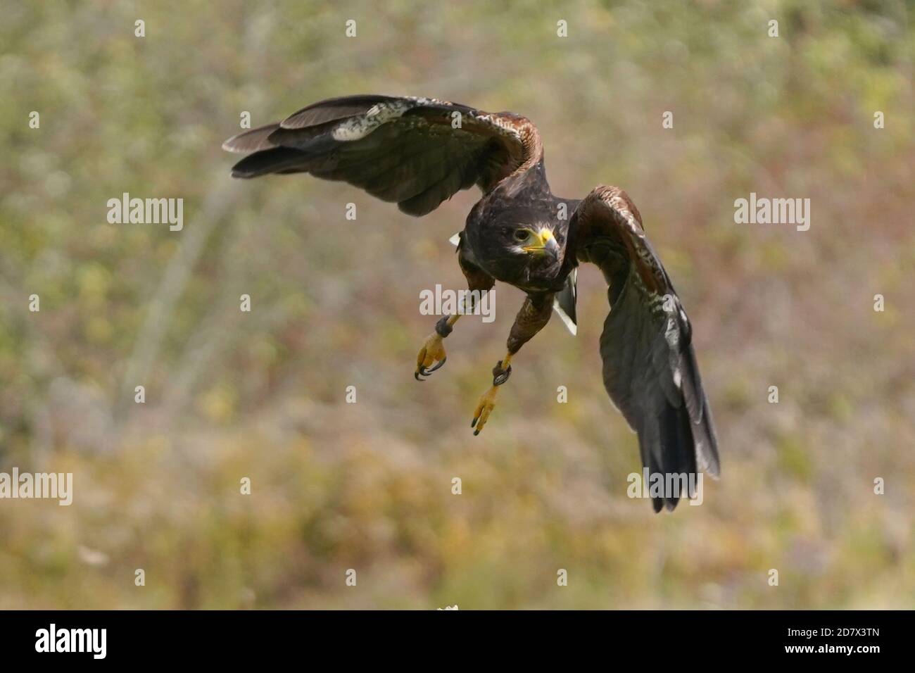 Harris Hawk in flight and perching Stock Photo - Alamy