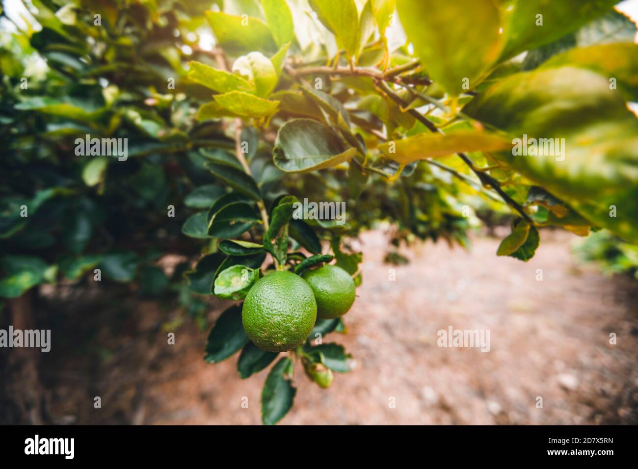Green lemon tree hi-res stock photography and images - Alamy