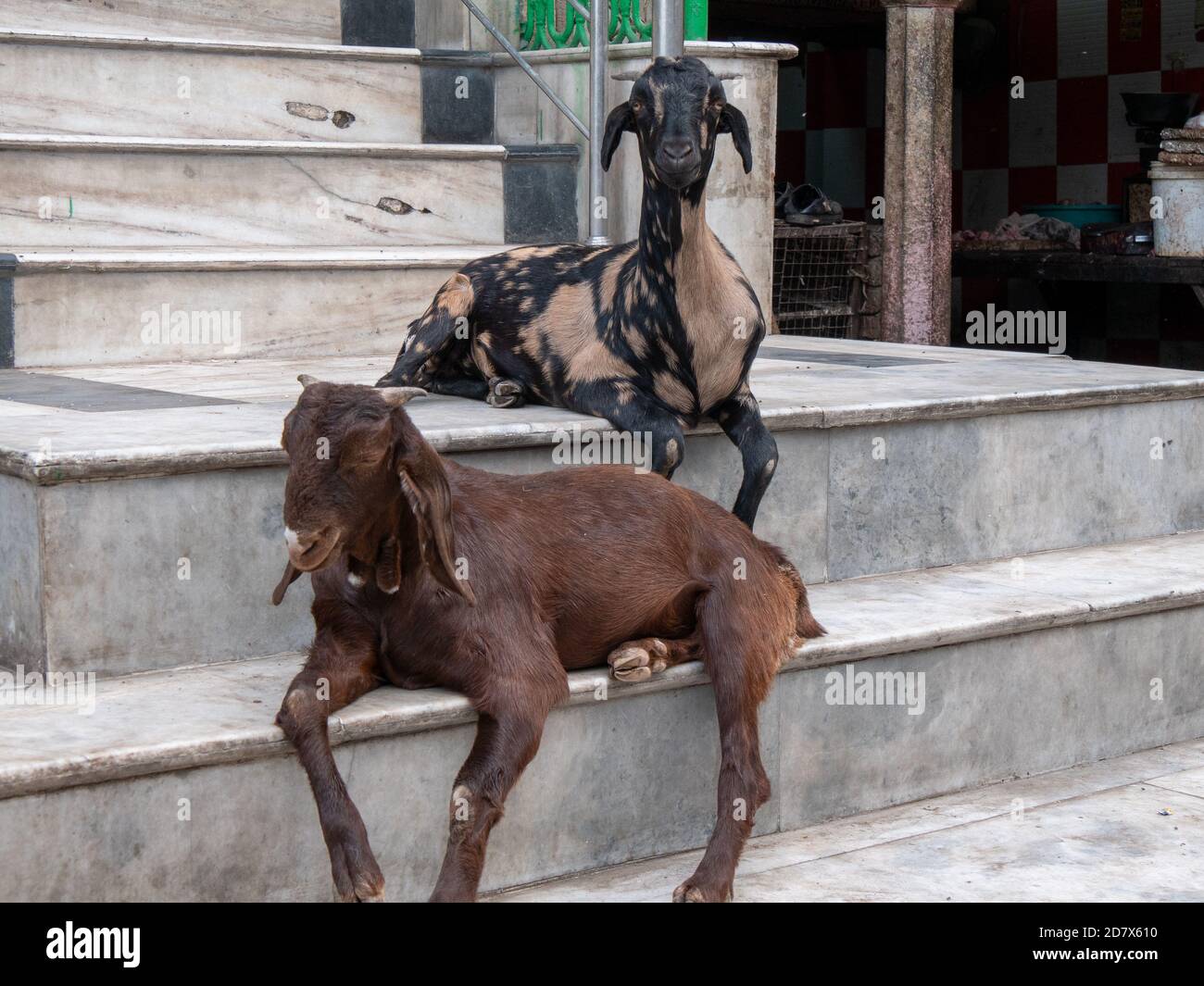 two domestic goats on a street in jaipur, india Stock Photo - Alamy