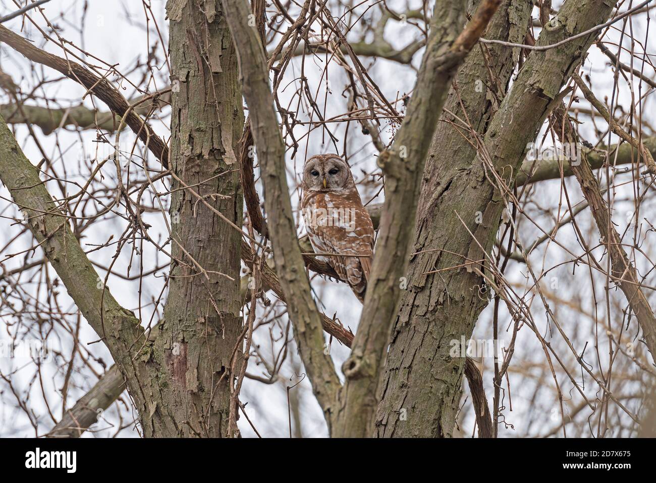 Barred Owl Watching From a Tree in Midewin National Tallgrass Prairie ...