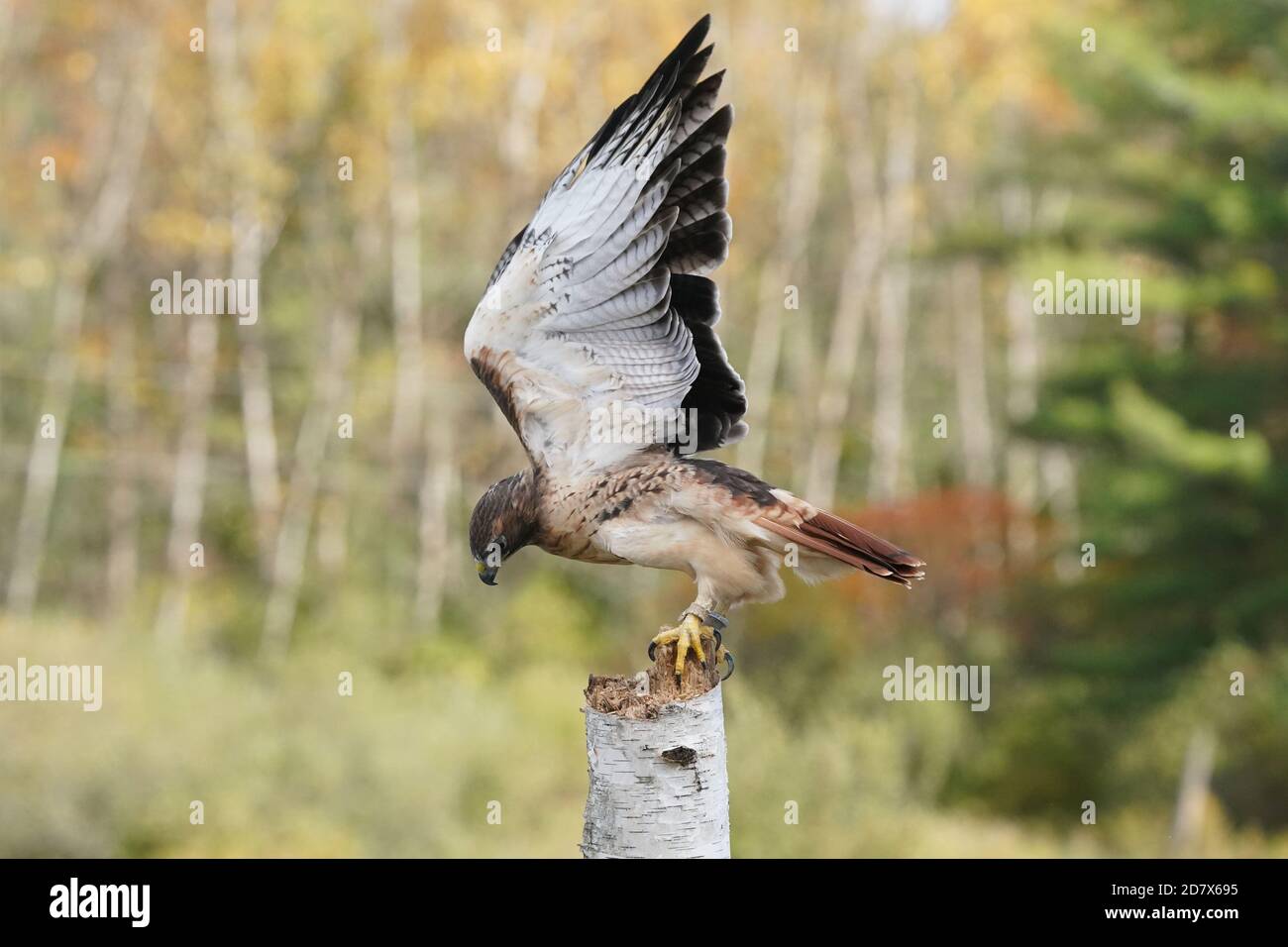 Red Tailed hawk perching and flying Stock Photo - Alamy