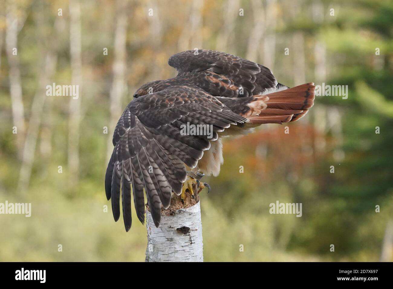 Red Tailed hawk perching and flying Stock Photo - Alamy