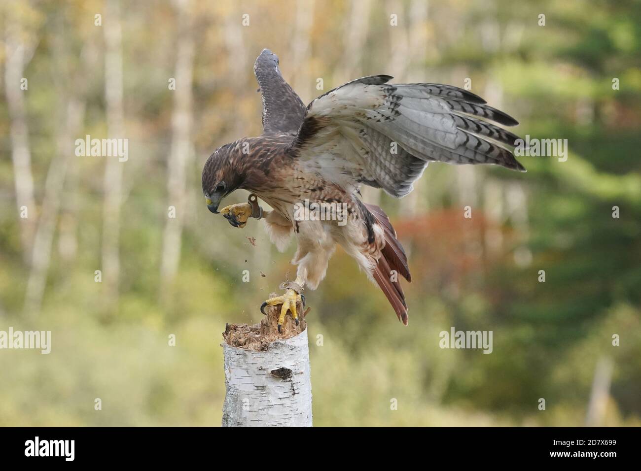 Red Tailed hawk perching and flying Stock Photo - Alamy