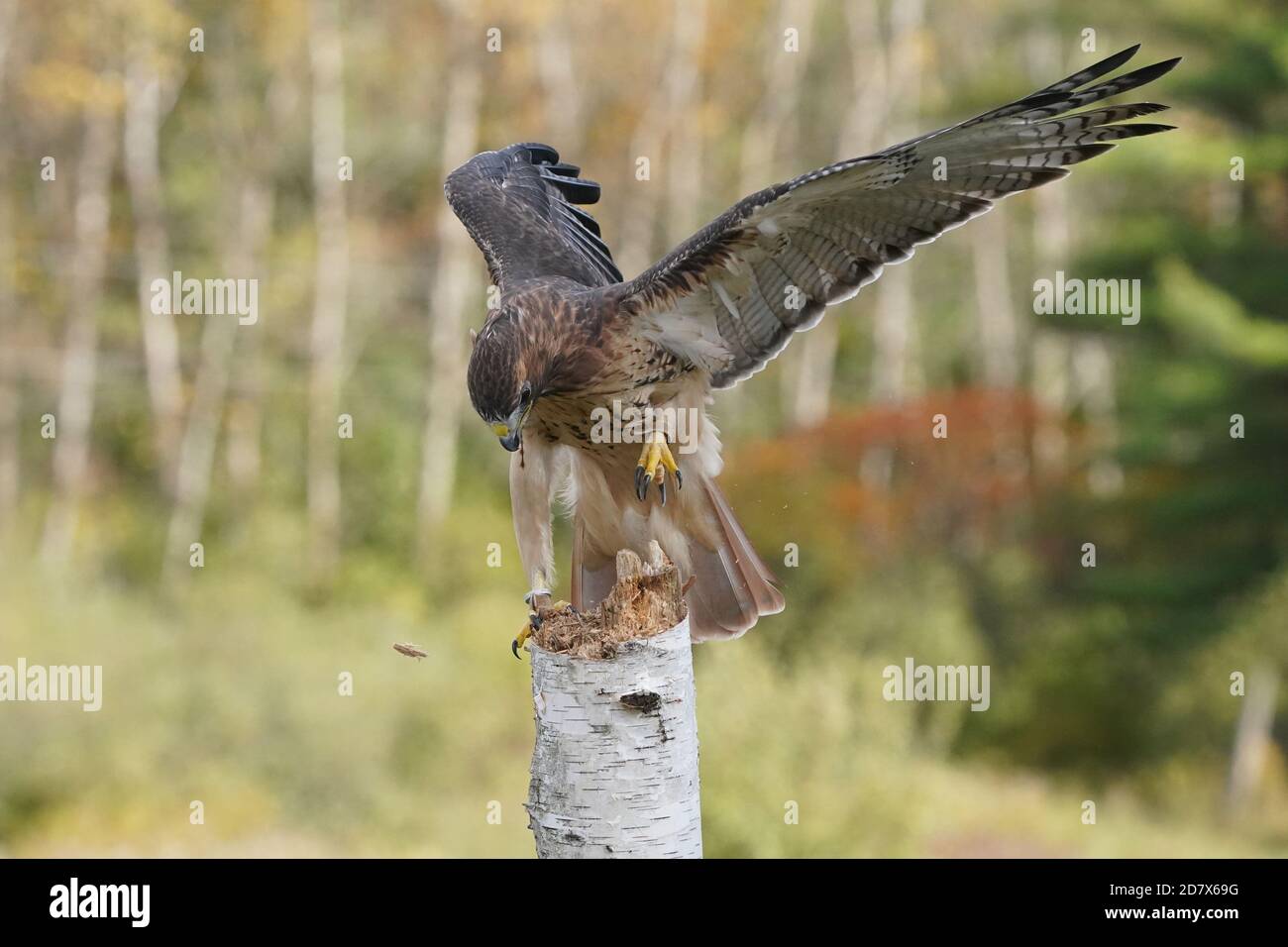 Red Tailed hawk perching and flying Stock Photo - Alamy