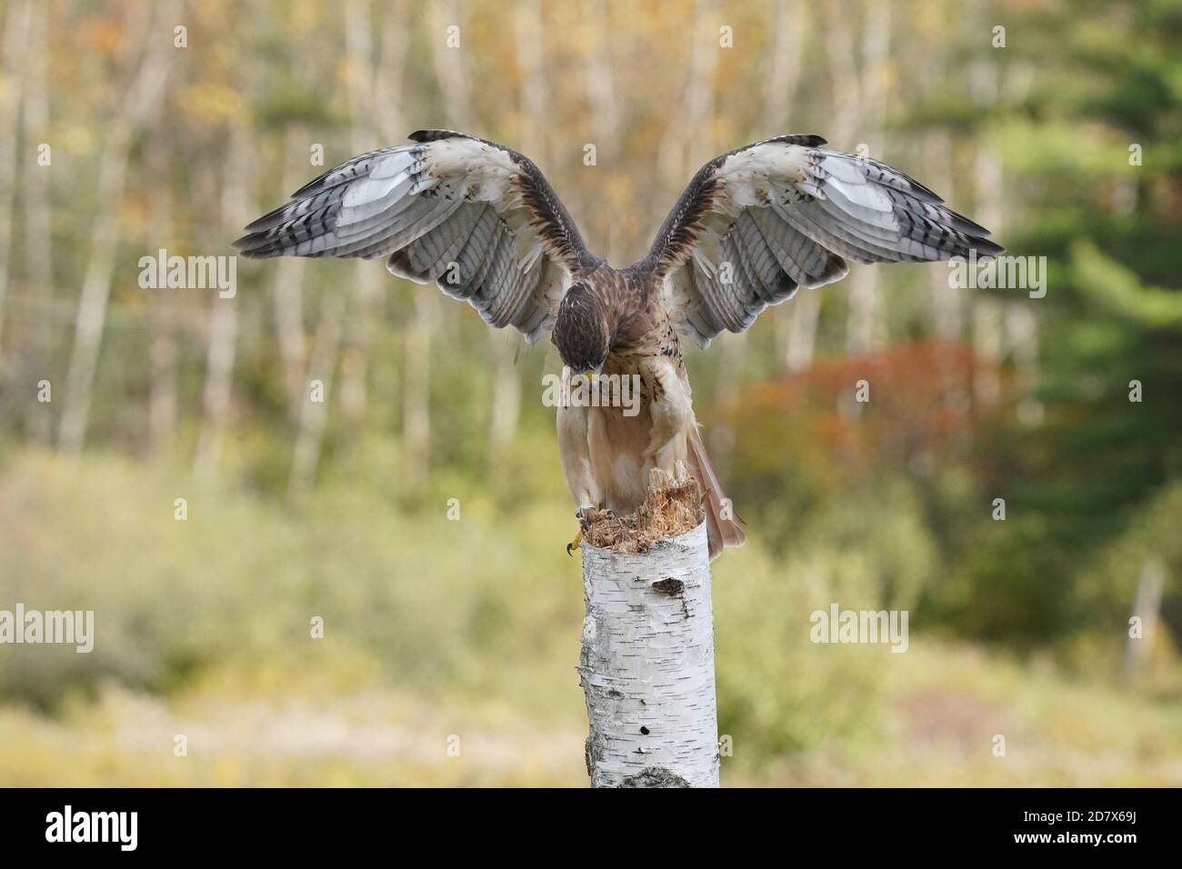 Red Tailed hawk perching and flying Stock Photo - Alamy