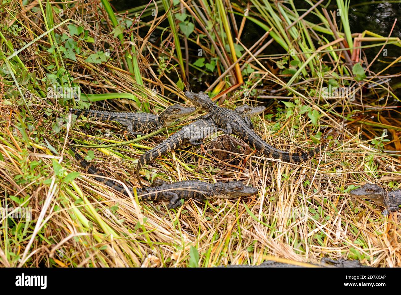 Cute baby alligator hi-res stock photography and images - Alamy