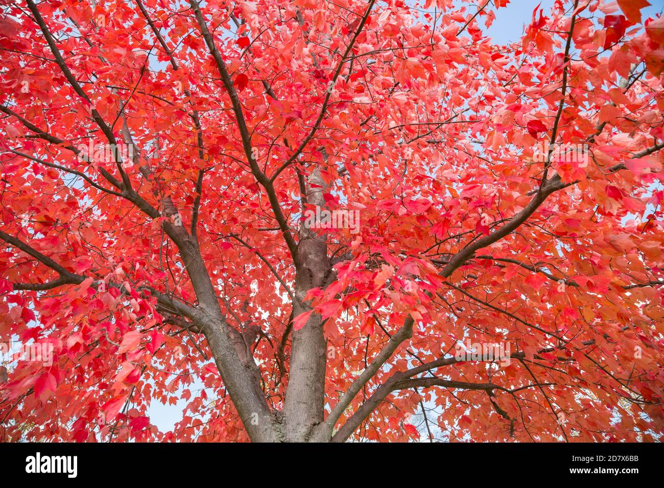 Frame by the canopy of a tree hi-res stock photography and images - Alamy