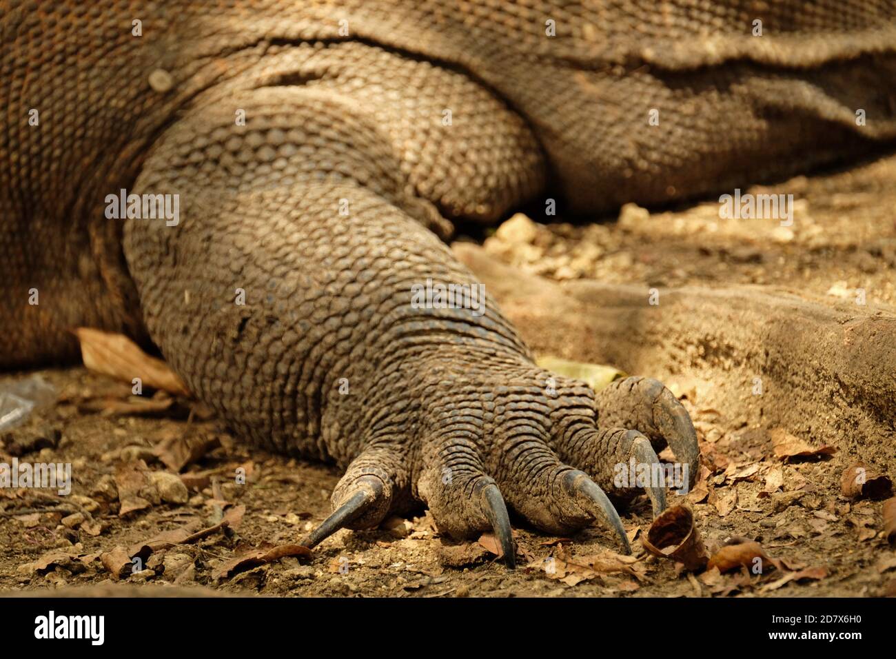 Dragons Claw High Resolution Stock Photography and Images - Alamy