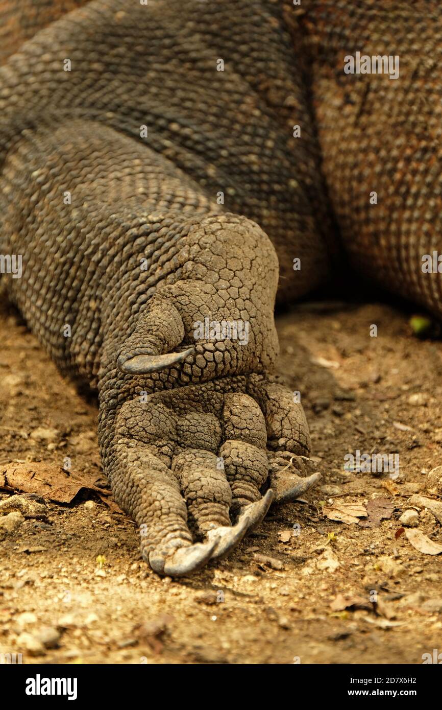 The feet of dragon Stock Photo - Alamy